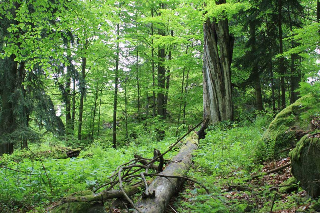 Biotopy | Národní park Šumava