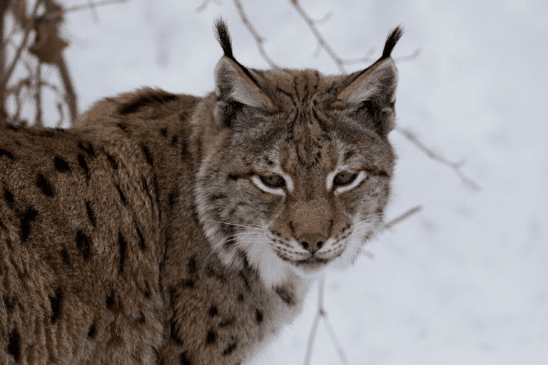 Rys ostrovid – Národní park Šumava