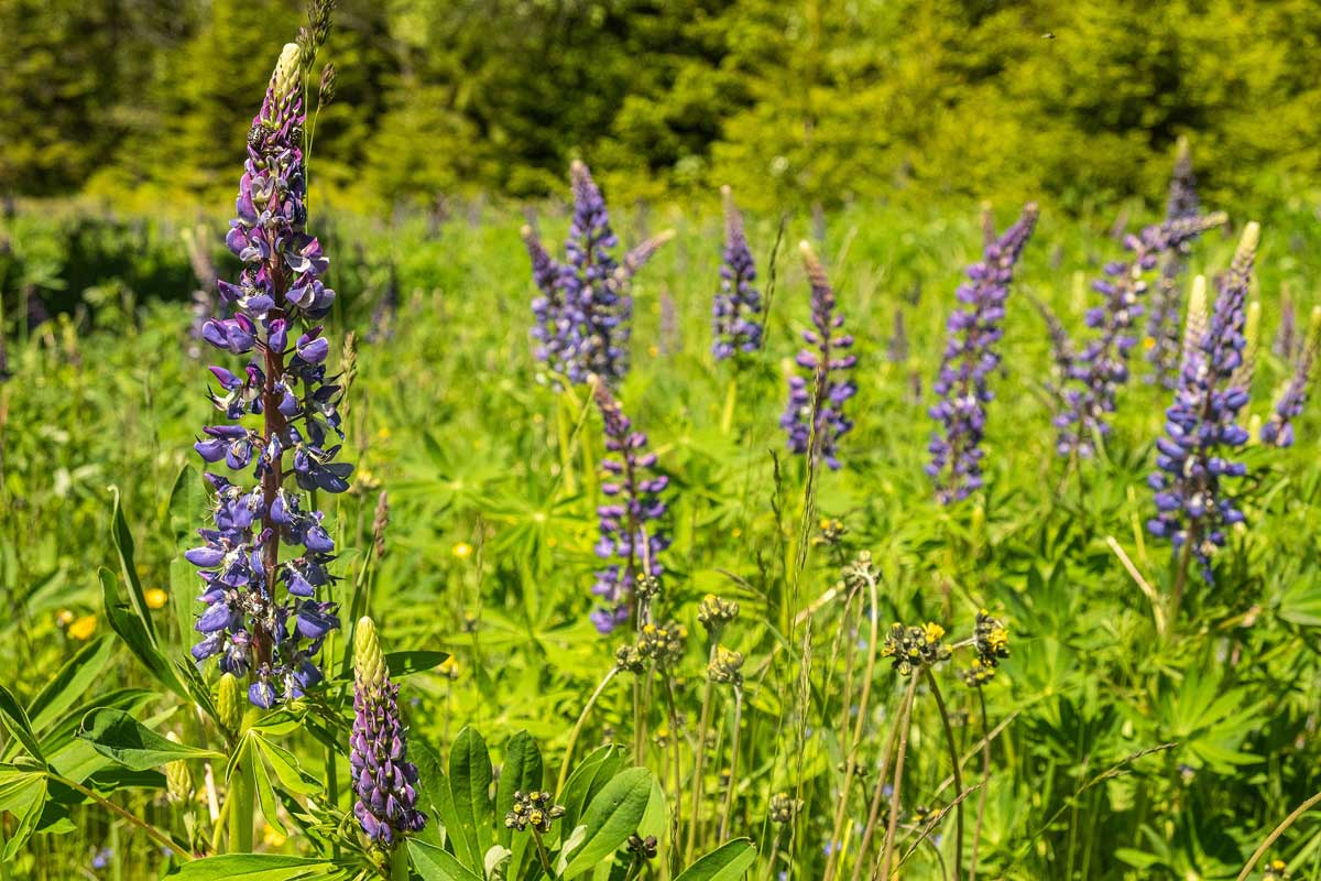 Lupina mnoholistá si na Šumavě obdiv nezaslouží | Národní park Šumava