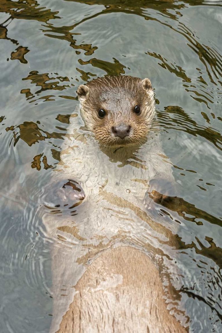 Vydra říční je na Šumavě pod speciálním dohledem. A daří se jí ...