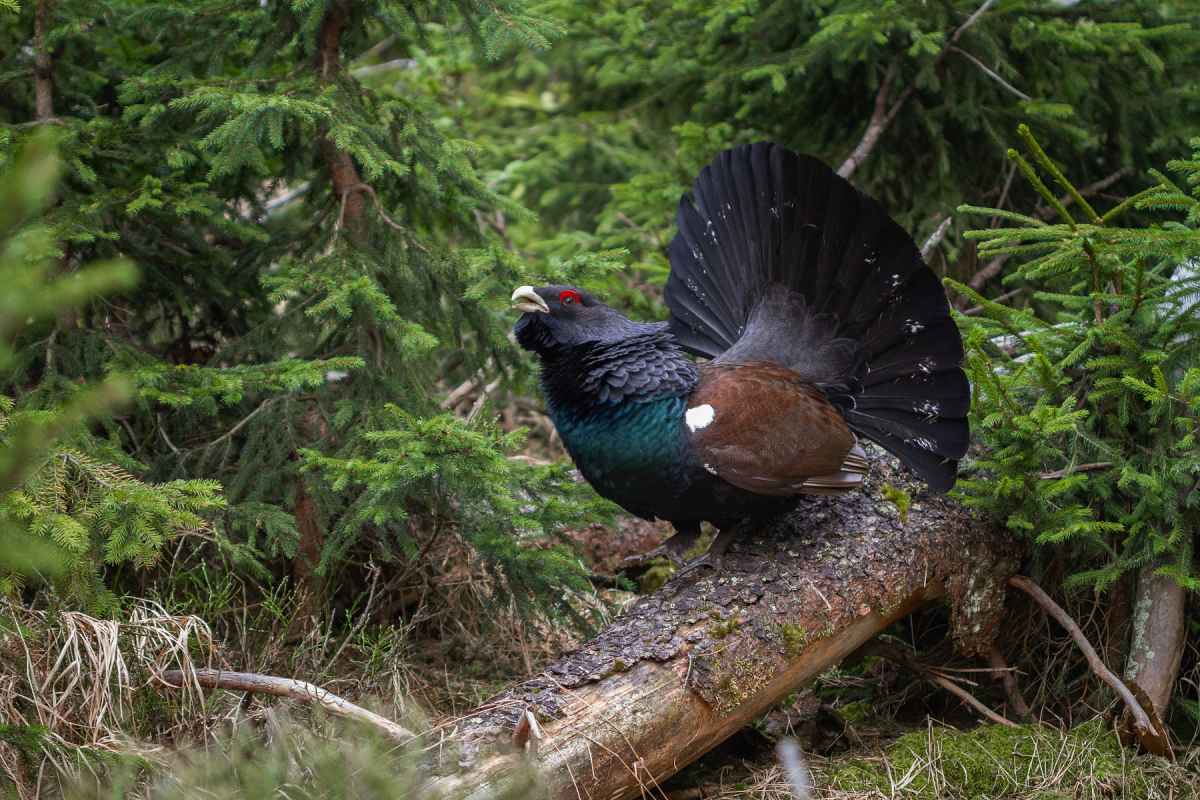 Počty tetřevů na Šumavě a v Bavorském lese rostou | Národní park Šumava